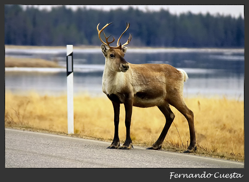 Animales Herbívoros :: wikinet